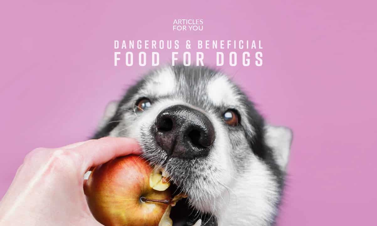 Dangerous food for dogs