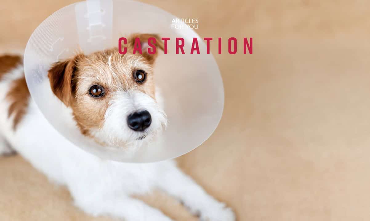 Castration