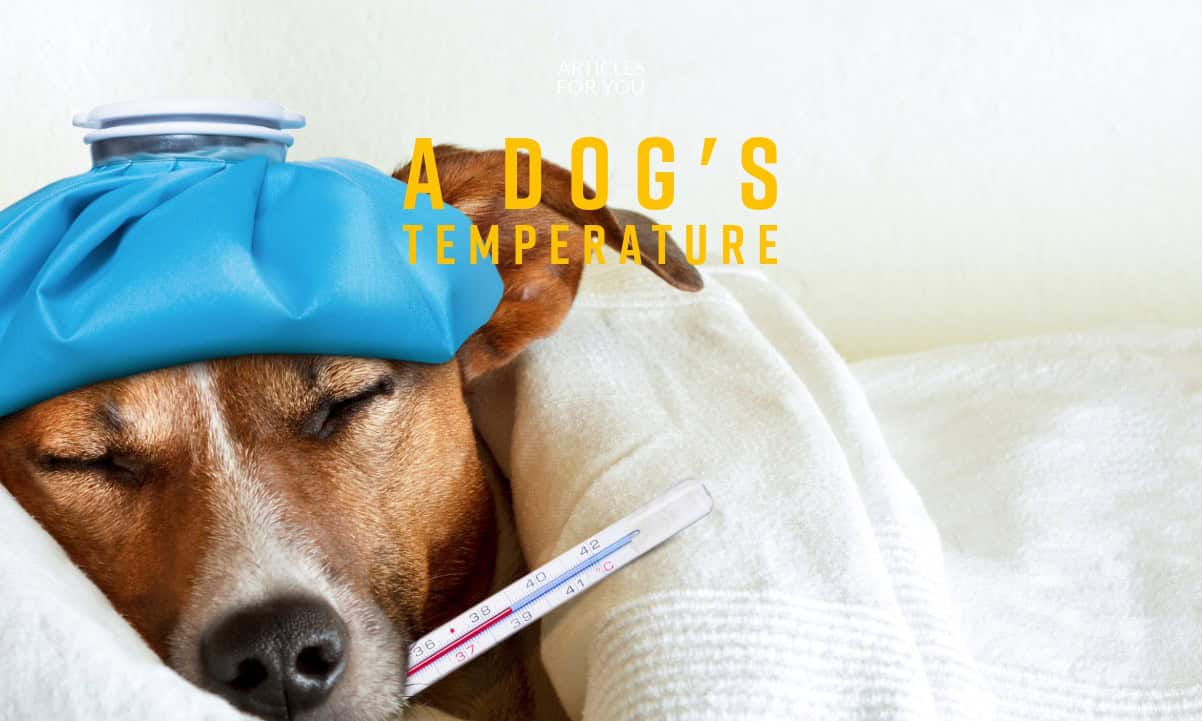 A dog's temperature