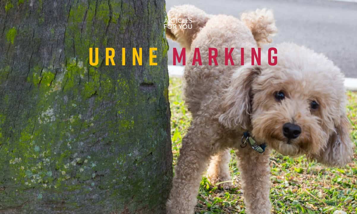 Urine markings